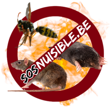 Qui Appeler pour un Nid de Guêpes ? Solutions Professionnelles en ...